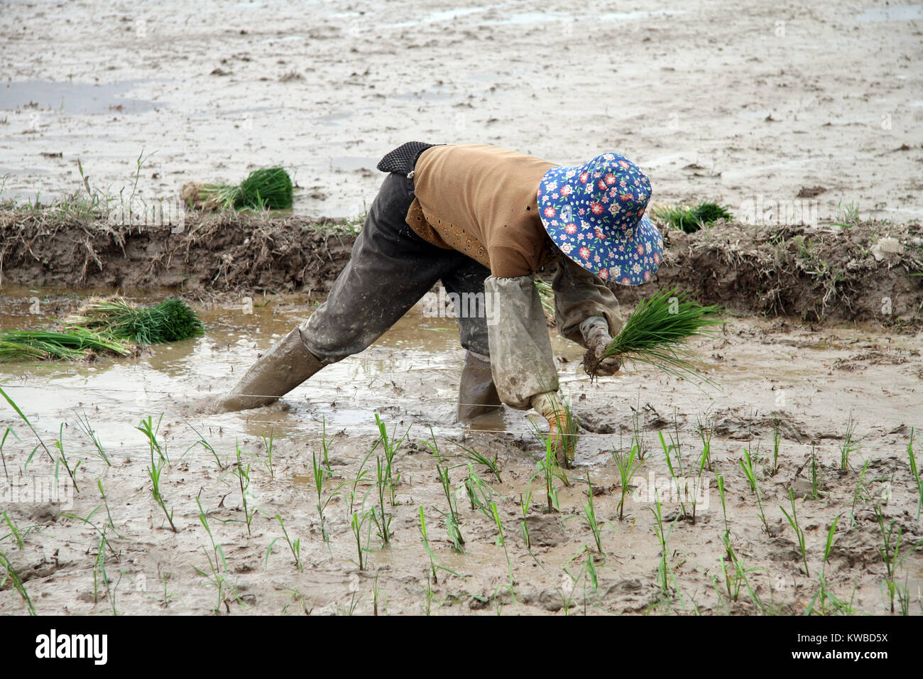 Chinese woman work on the rice field, China Stock Photo - Alamy