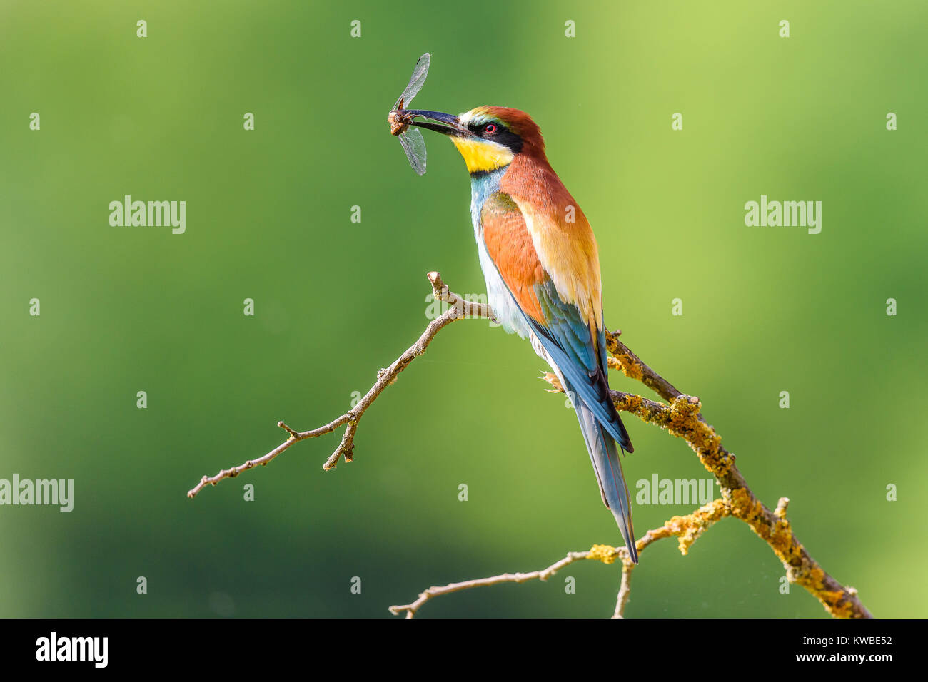 European bee-eater, a small bird of family of coraciformes Stock Photo ...