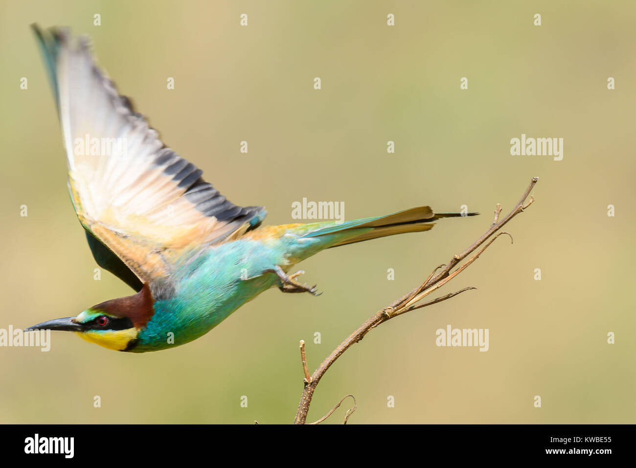 European bee-eater, a small bird of family of coraciformes Stock Photo ...