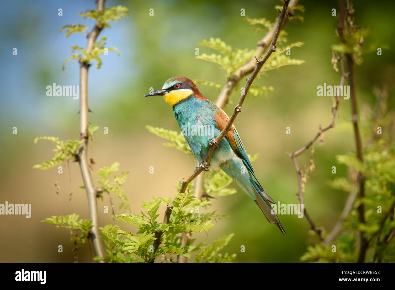 European bee-eater, a small bird of family of coraciformes Stock Photo ...