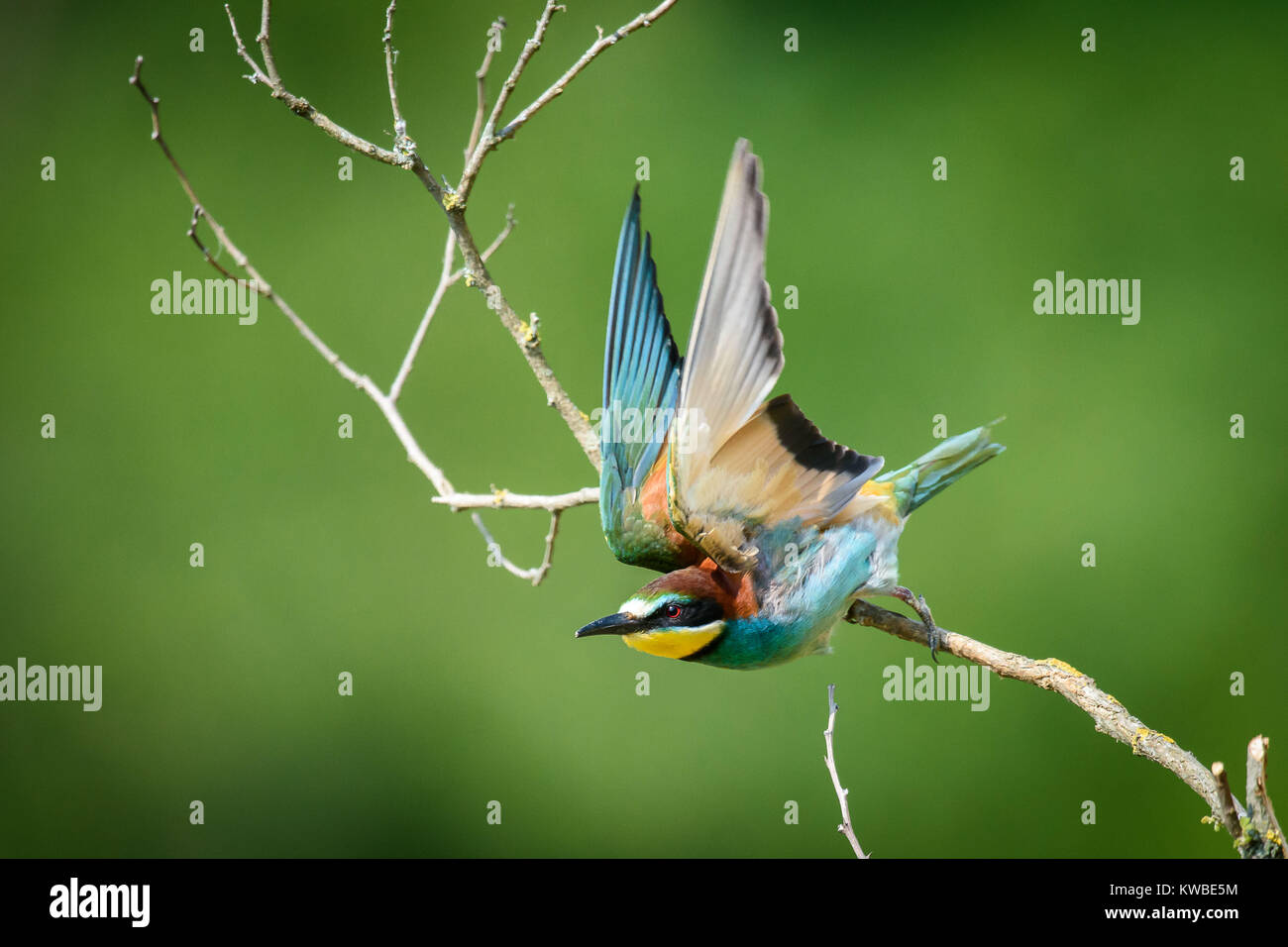 European bee-eater, a small bird of family of coraciformes Stock Photo ...