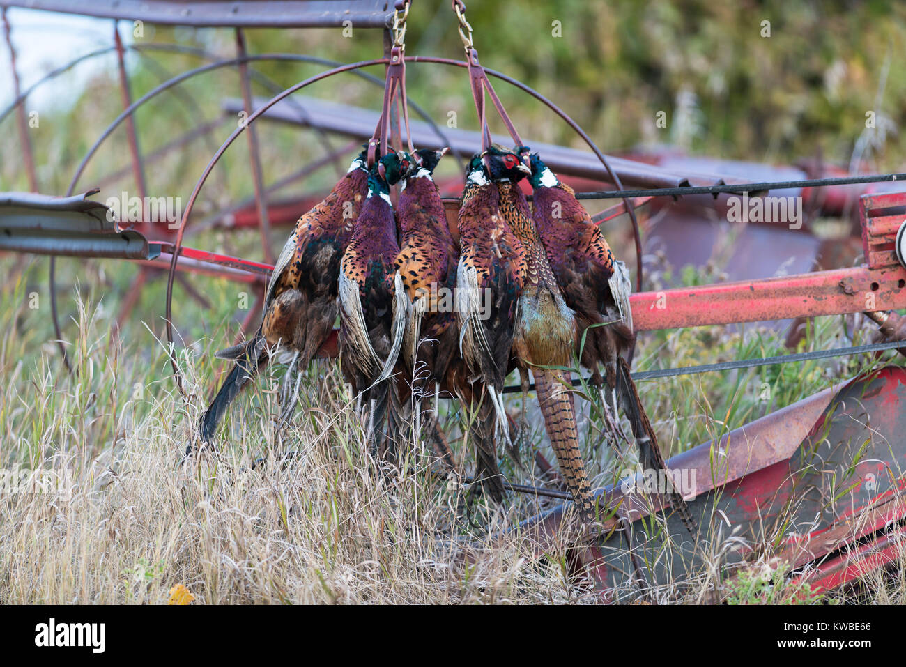 Harvested Rooster Pheasants from North Dakota on a October day Stock ...