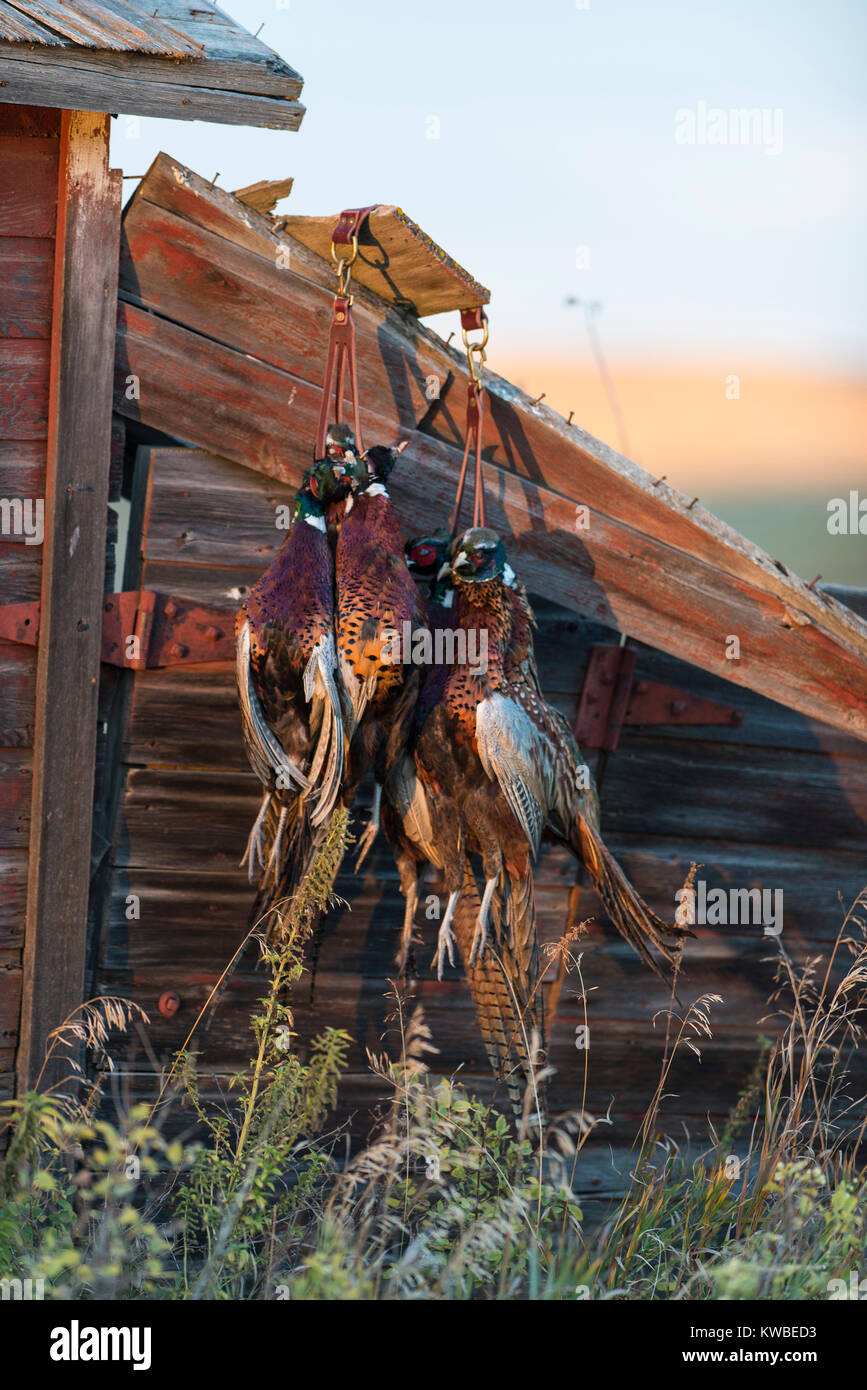 Harvested Rooster Pheasants from North Dakota on a October day Stock ...