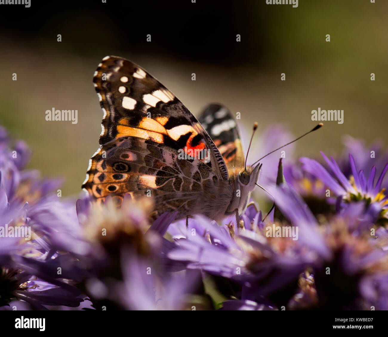 Colorado butterfly hi-res stock photography and images - Alamy