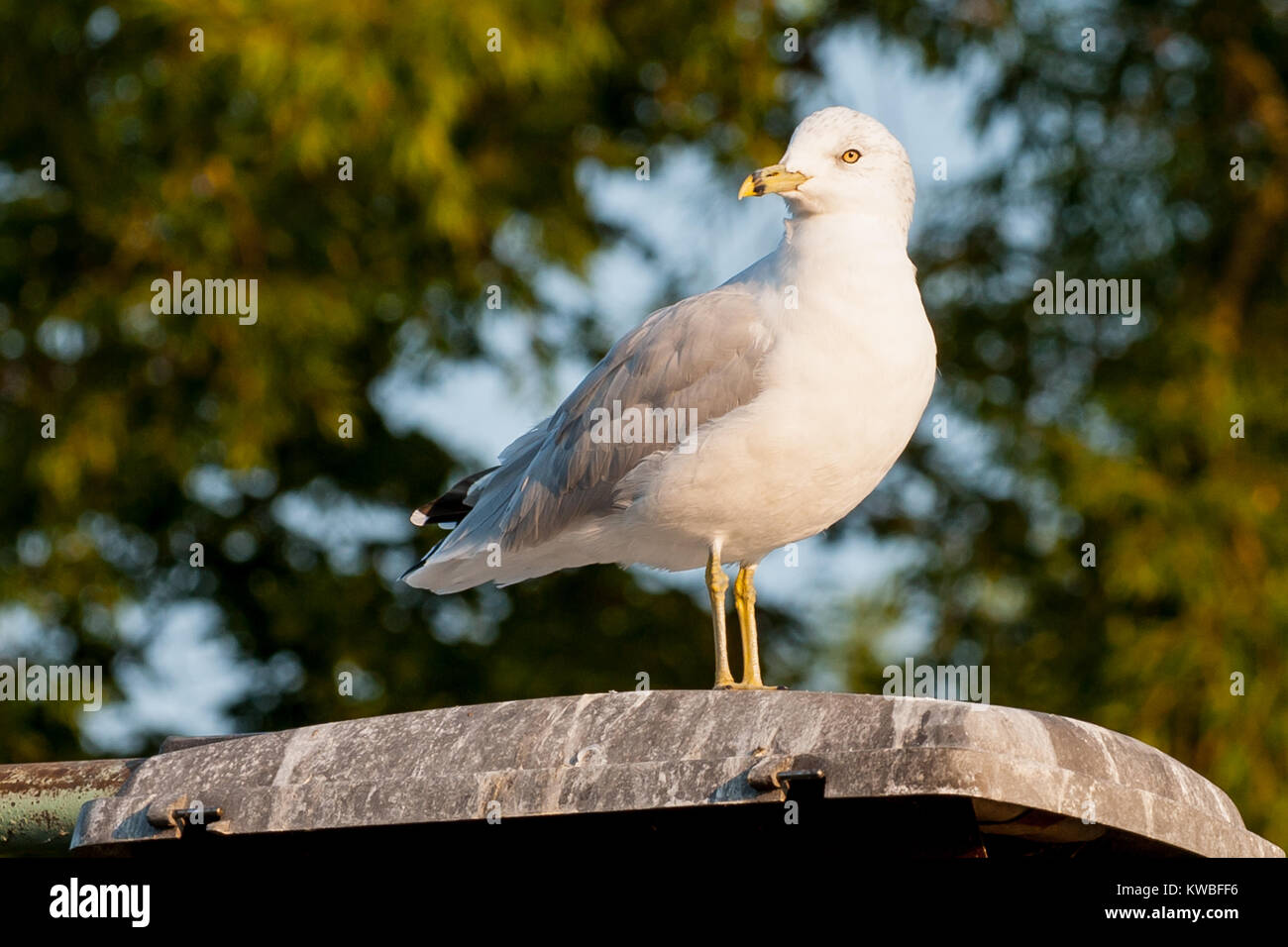 The close up portrait of seagull bird Stock Photo - Alamy
