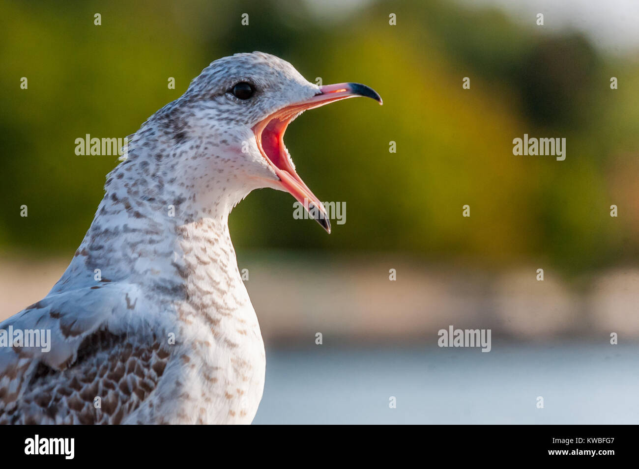 The close up portrait of seagull bird Stock Photo - Alamy