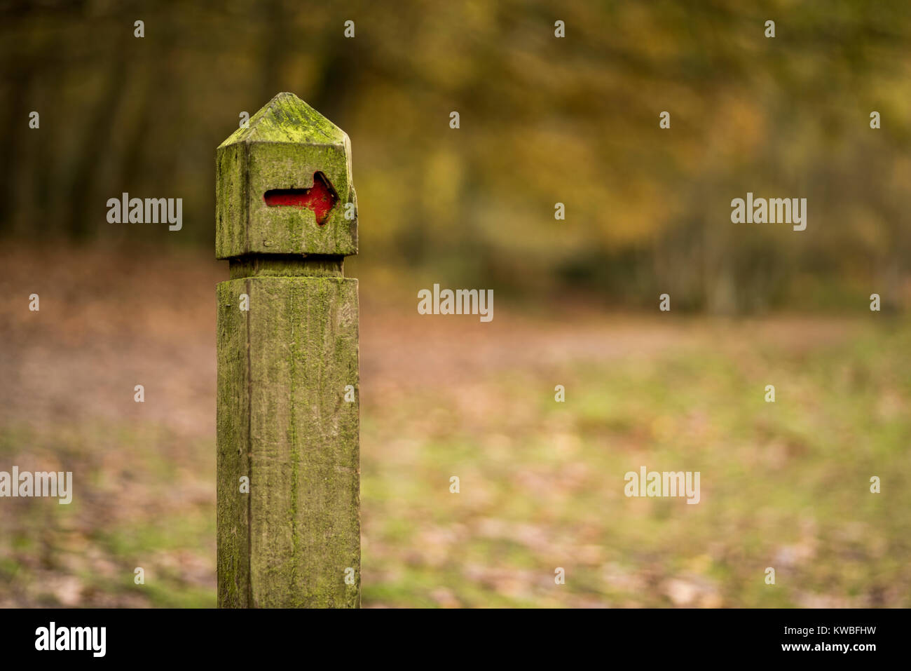 Grain direction hi-res stock photography and images - Alamy