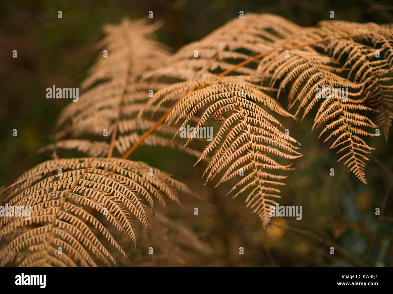 autumn dead bracken Stock Photo - Alamy