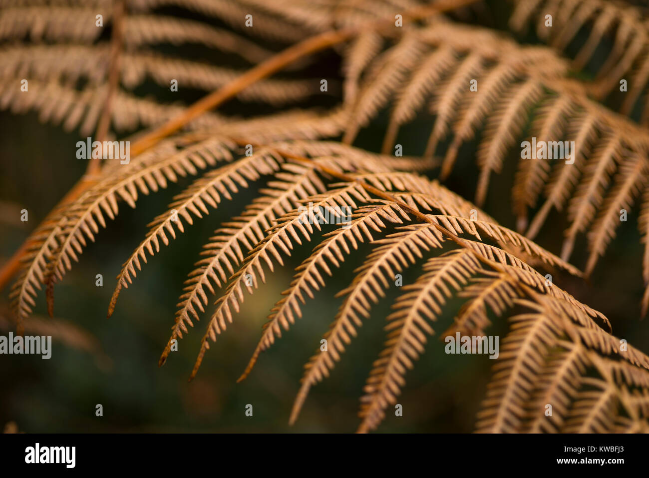 autumn dead bracken Stock Photo - Alamy