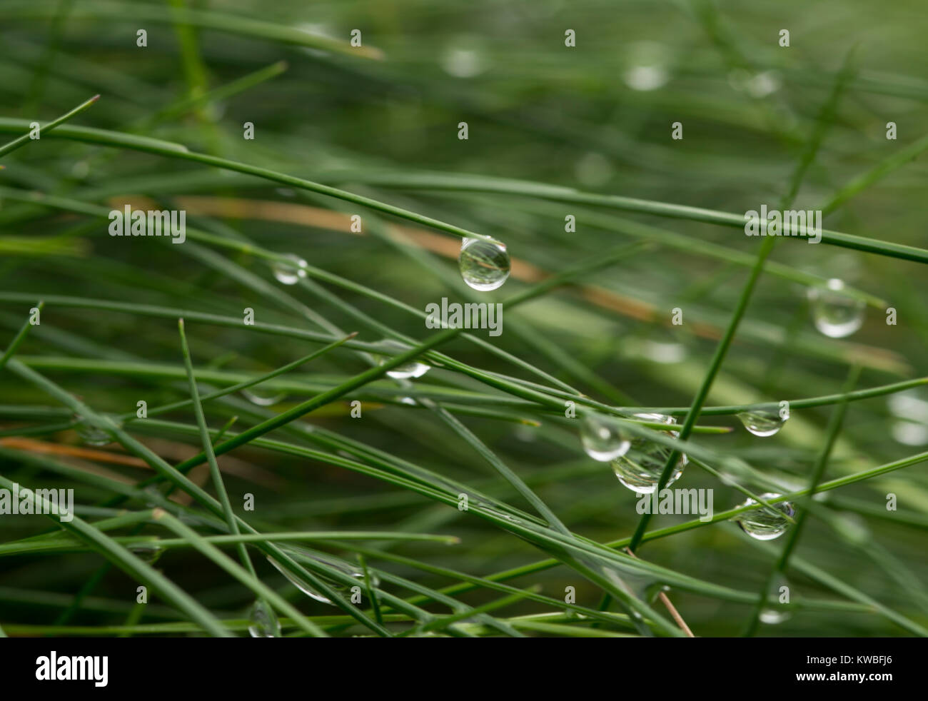 dew covered grass Stock Photo - Alamy