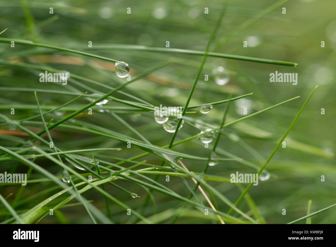 dew covered grass Stock Photo - Alamy