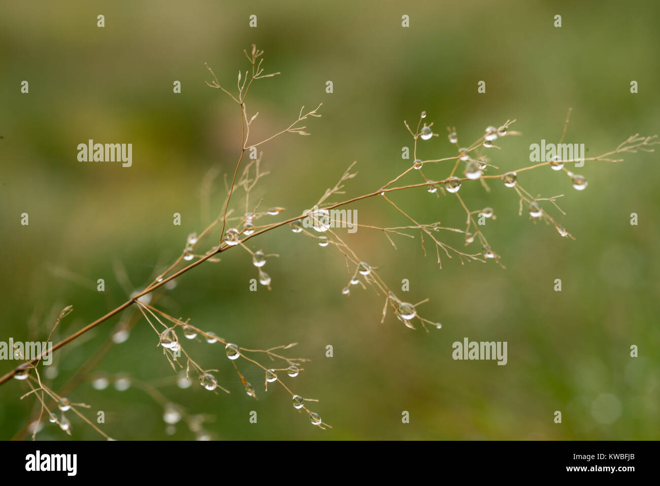 Rain covered grass hi-res stock photography and images - Alamy
