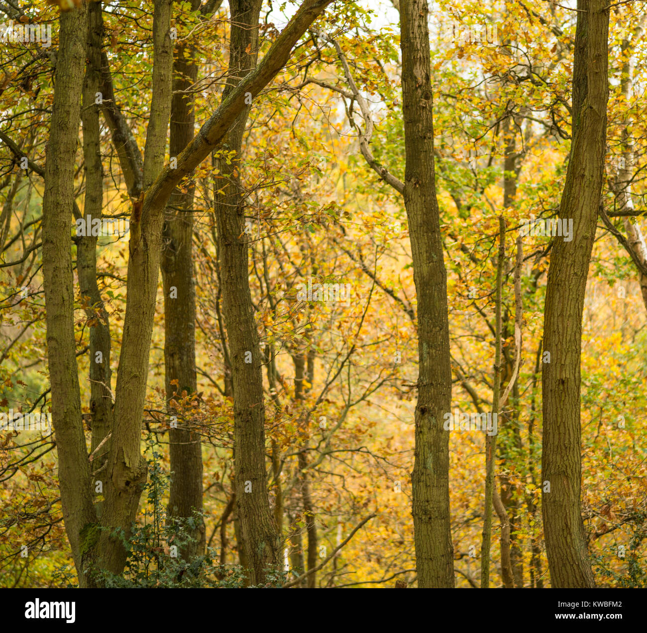 Yellow leaf trees hi-res stock photography and images - Alamy
