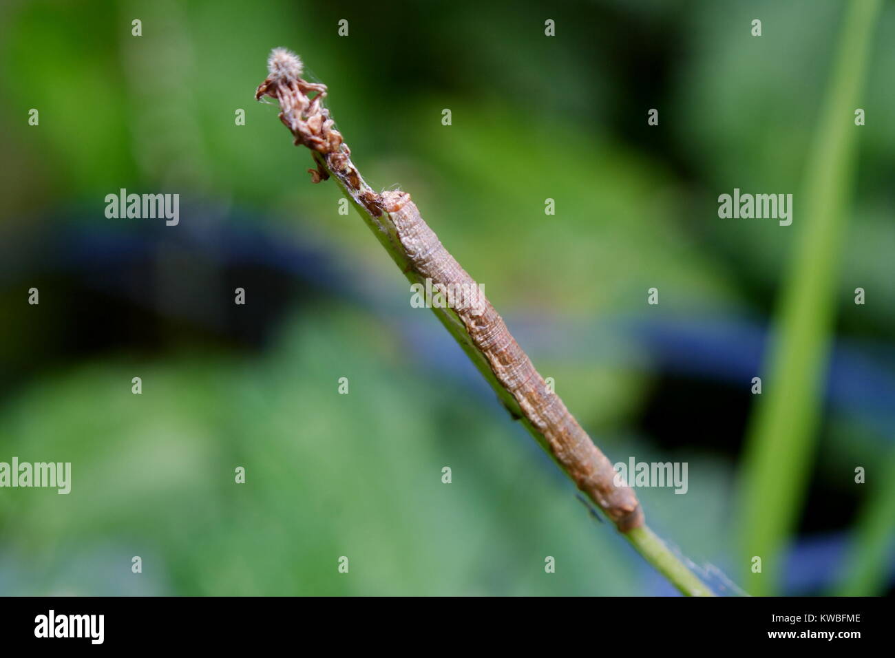 Caterpillar of a Peppered Moth 'Biston betularia' Stock Photo - Alamy