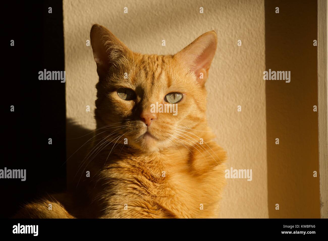 Cat in Sunlight Stock Photo - Alamy