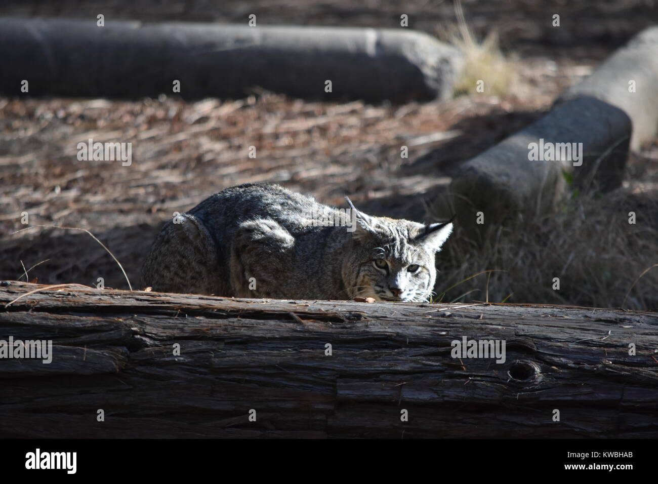 A bobcat in enjoying the sunshine and a stroll around the camp. Lower ...