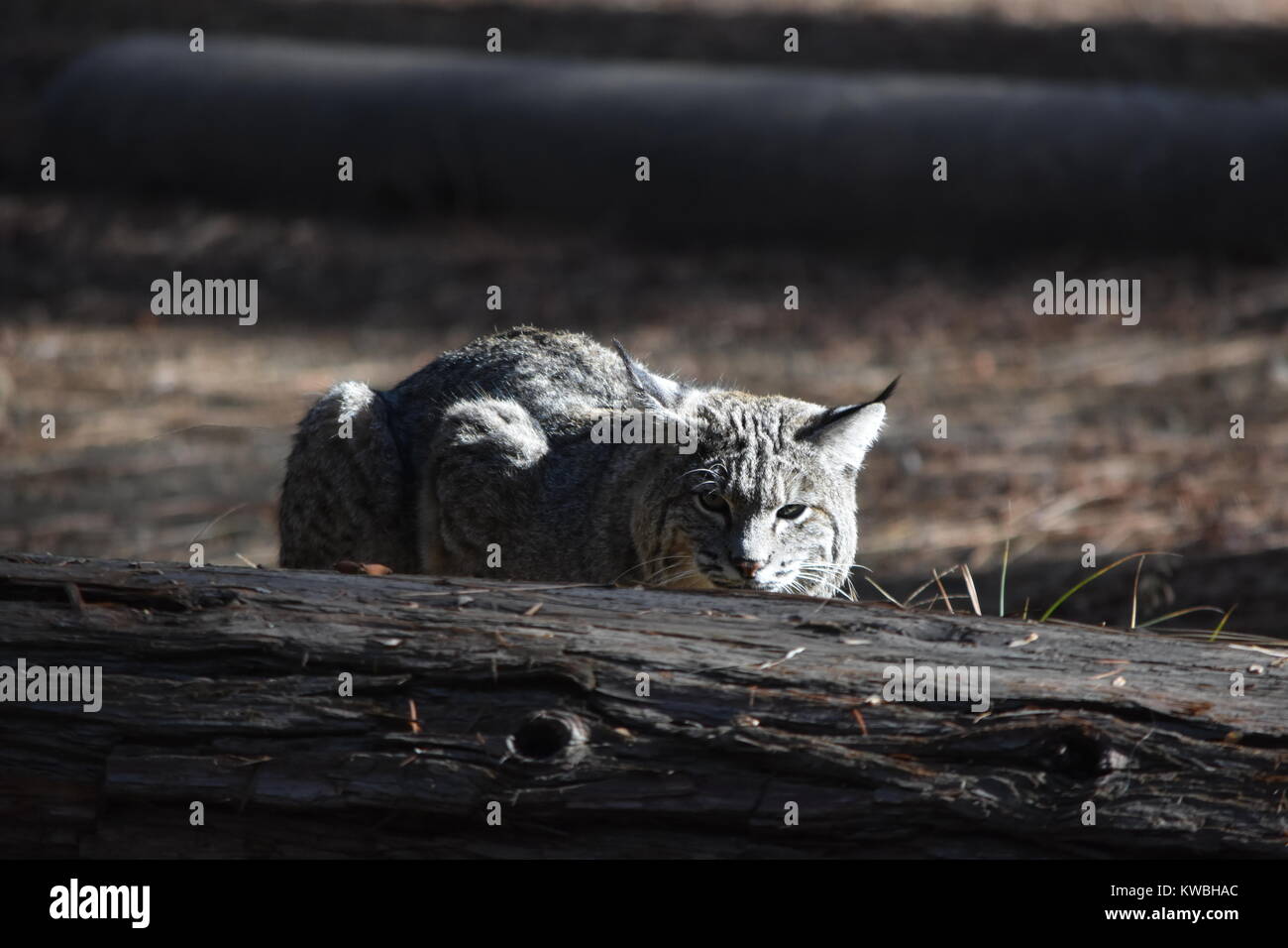 A bobcat in enjoying the sunshine and a stroll around the camp. Lower ...