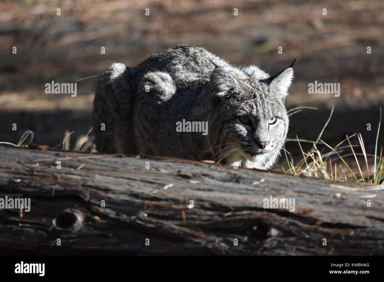 A bobcat in enjoying the sunshine and a stroll around the camp. Lower ...