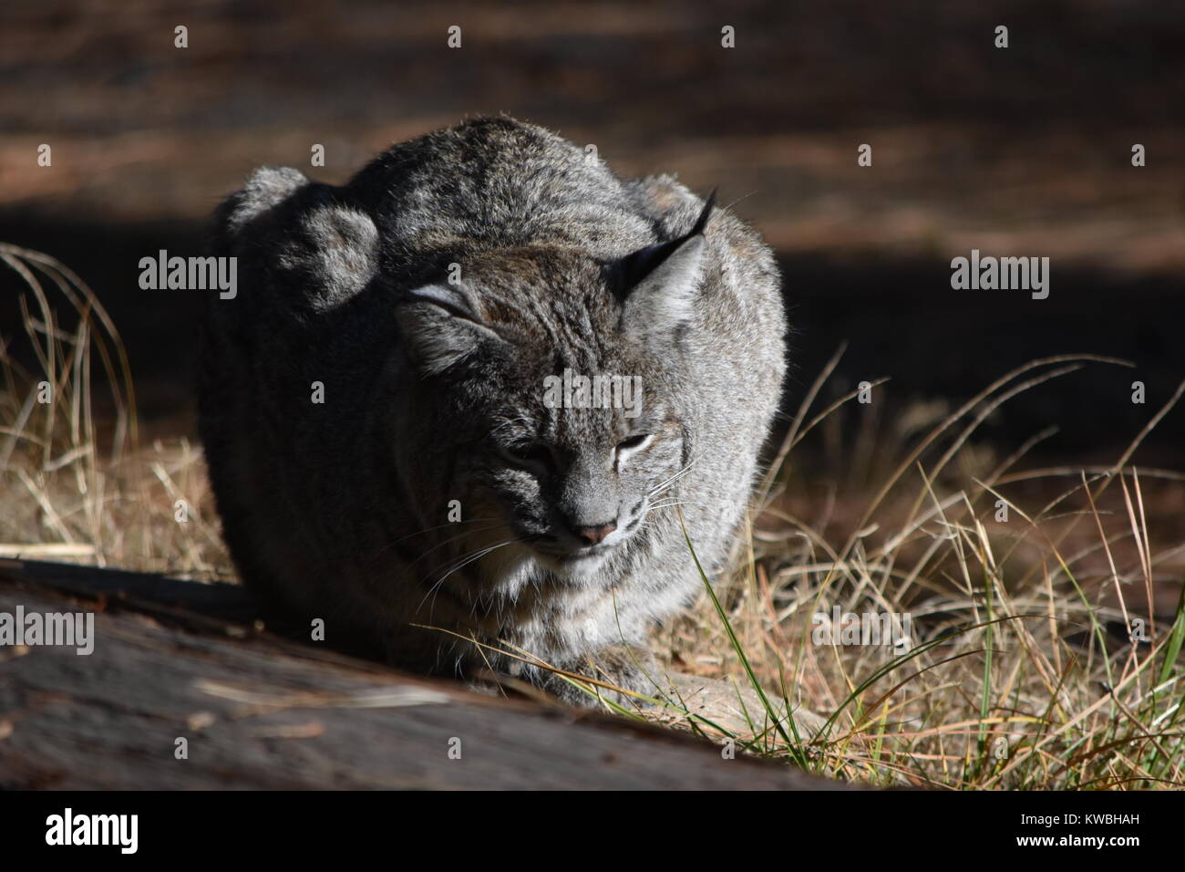 A bobcat in enjoying the sunshine and a stroll around the camp. Lower ...