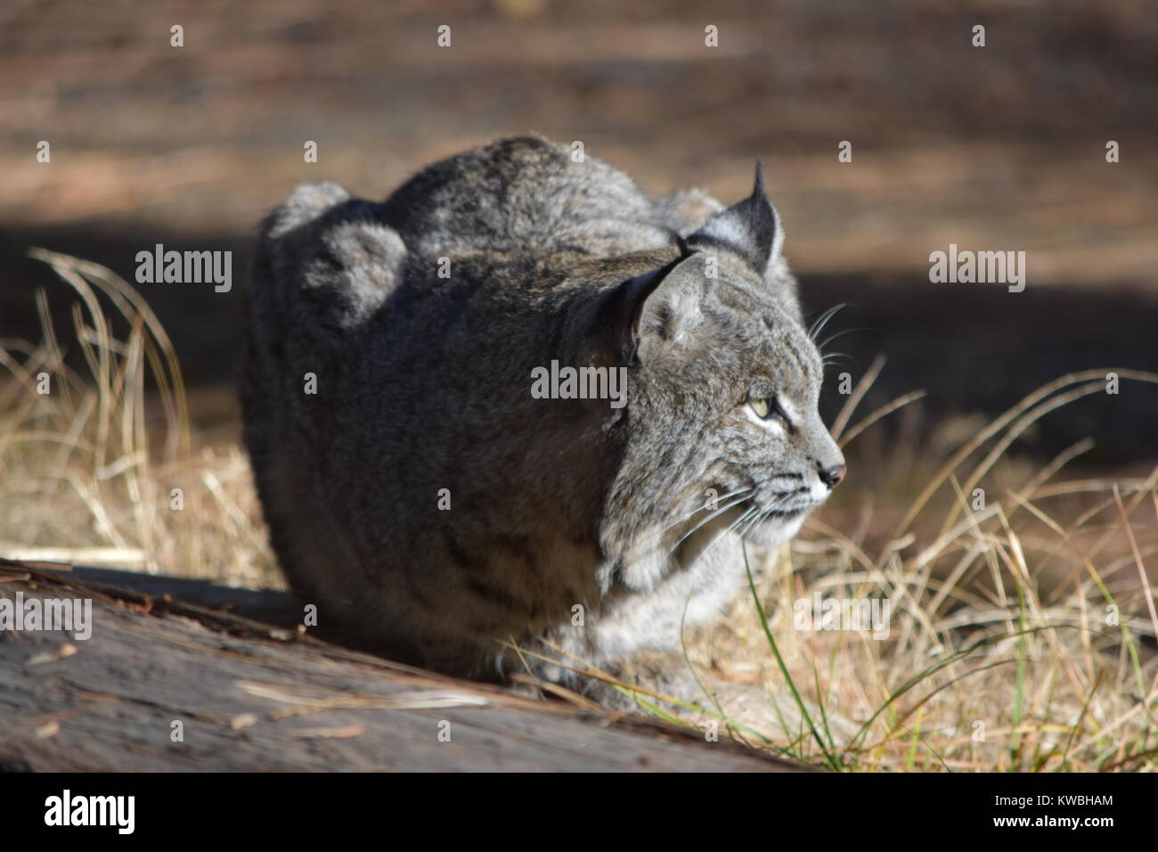 A bobcat in enjoying the sunshine and a stroll around the camp. Lower ...