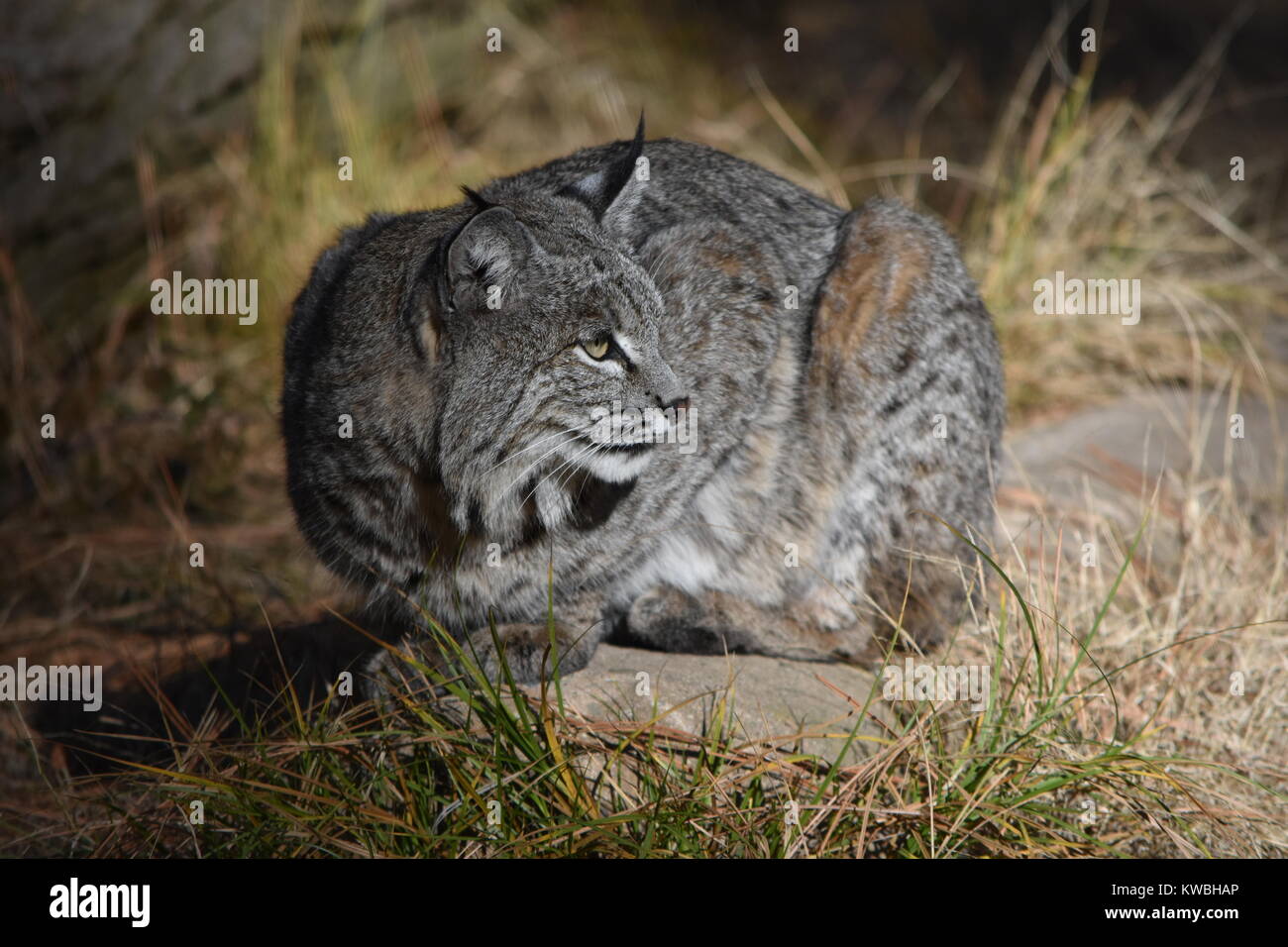A bobcat in enjoying the sunshine and a stroll around the camp. Lower ...