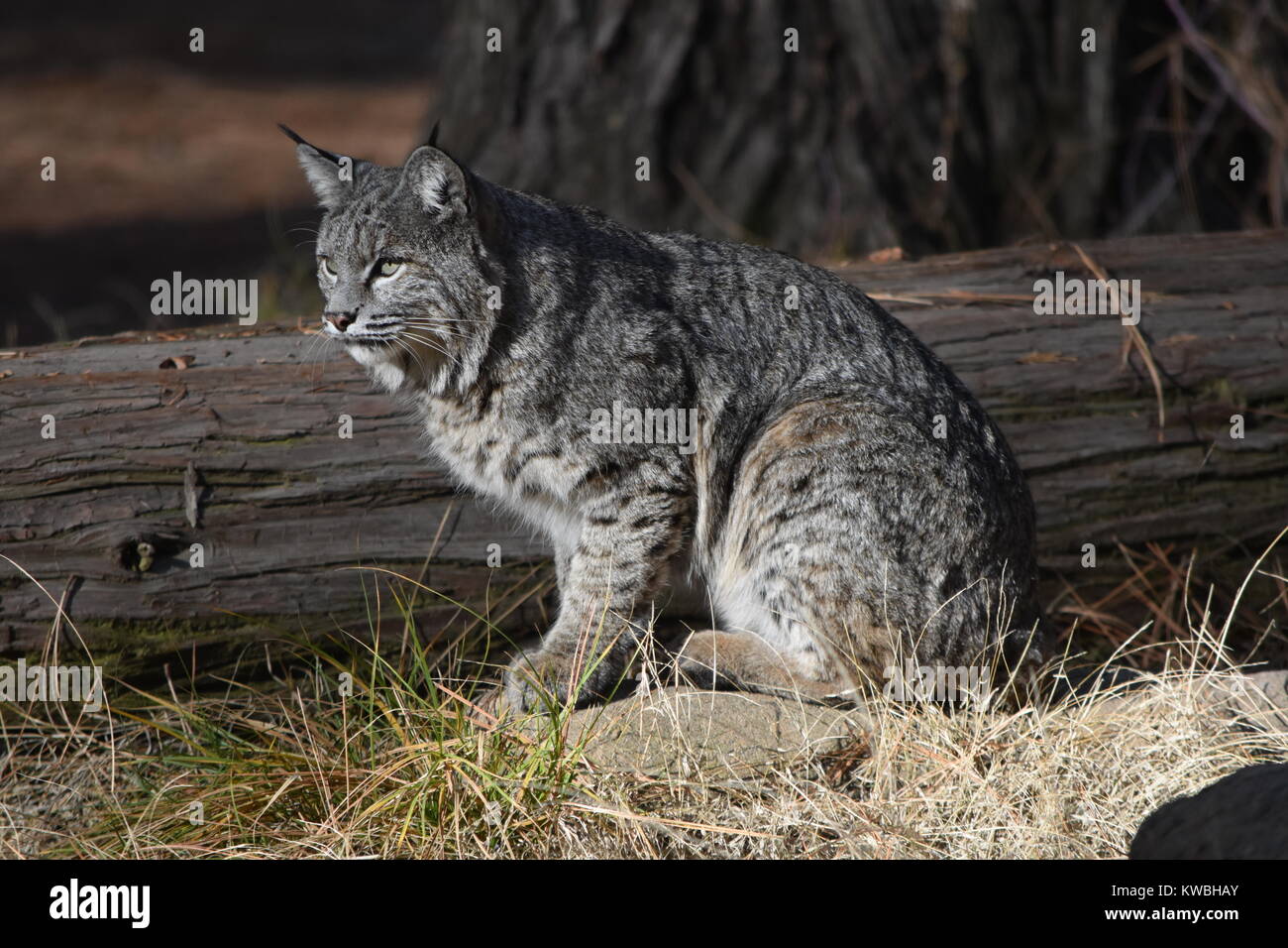 A bobcat in enjoying the sunshine and a stroll around the camp. Lower ...