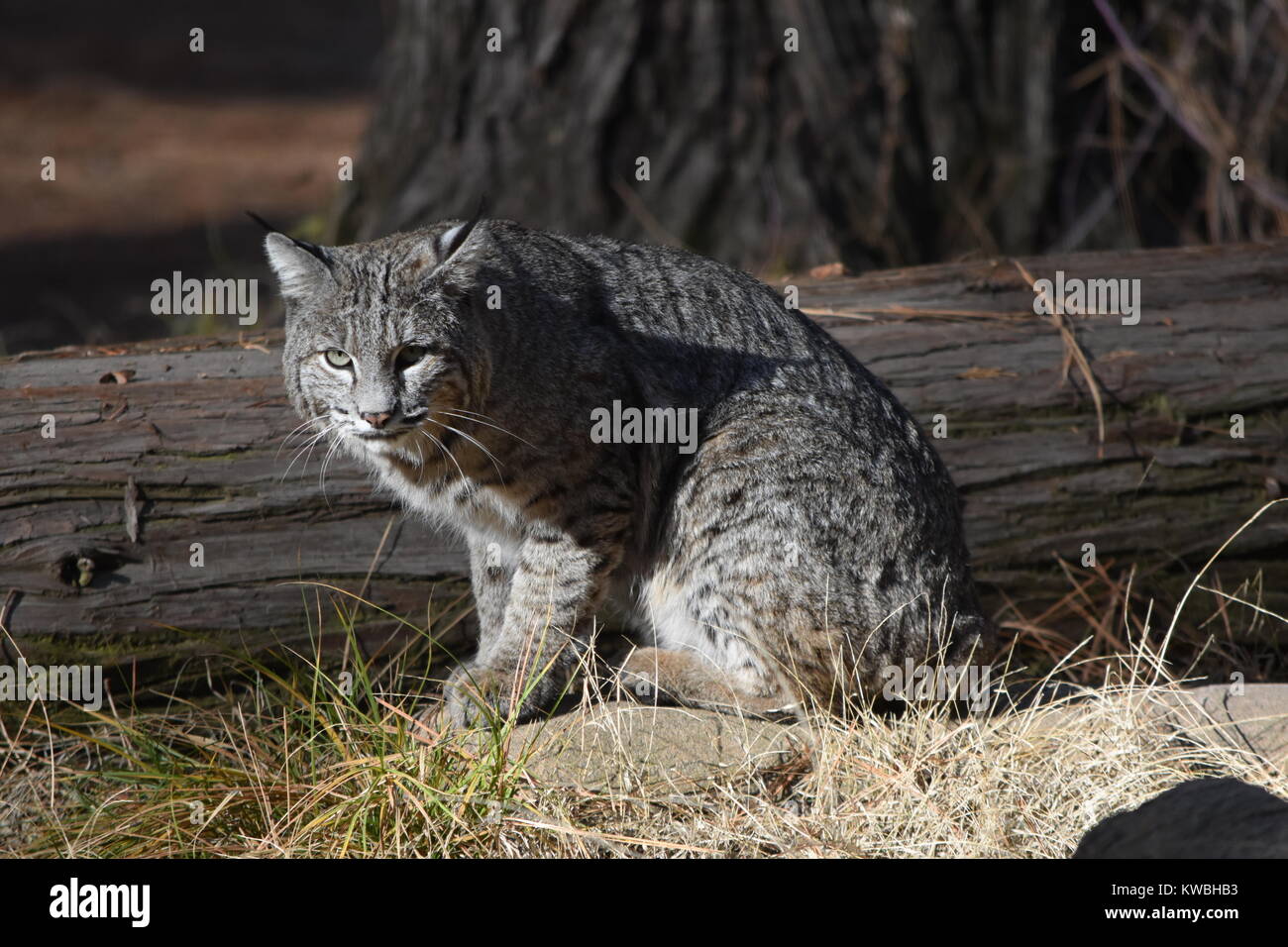 Bobcat california hi-res stock photography and images - Alamy