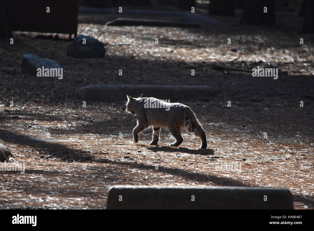 A bobcat in enjoying the sunshine and a stroll around the camp. Lower ...