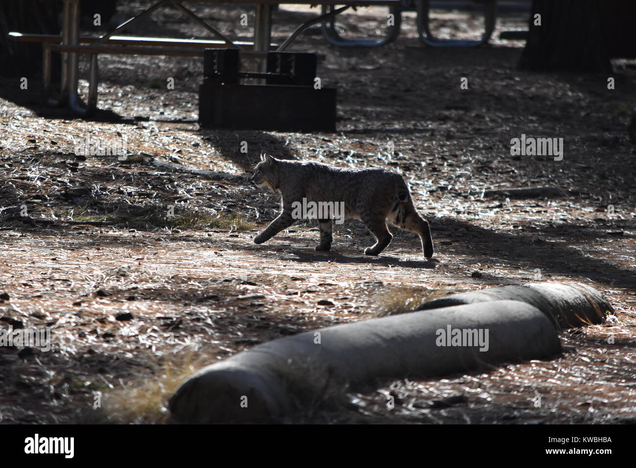 A bobcat in enjoying the sunshine and a stroll around the camp. Lower ...