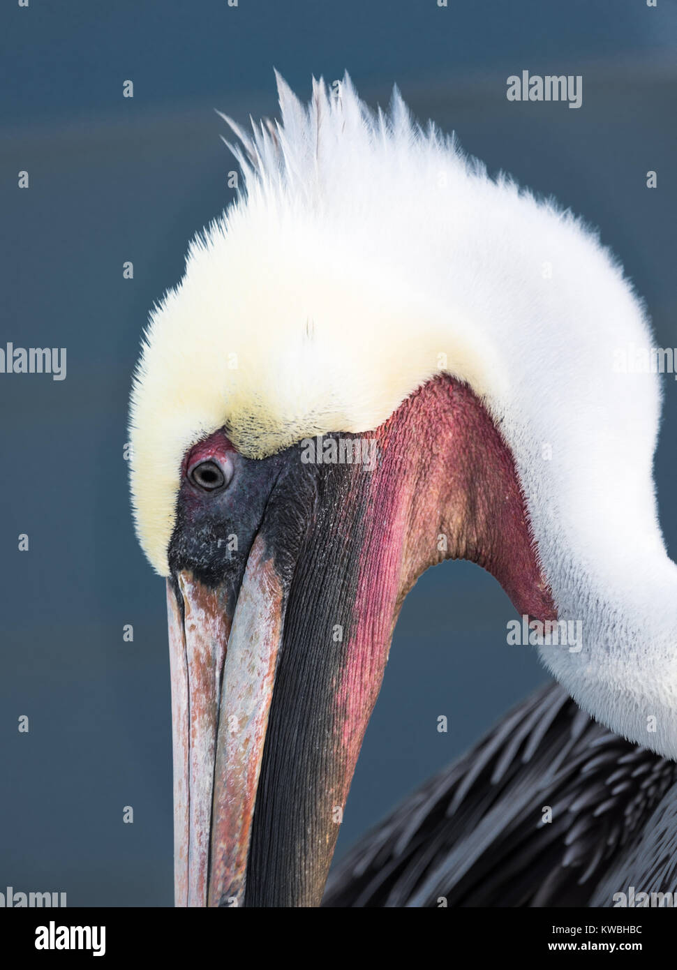 Pelican head close up hi-res stock photography and images - Alamy