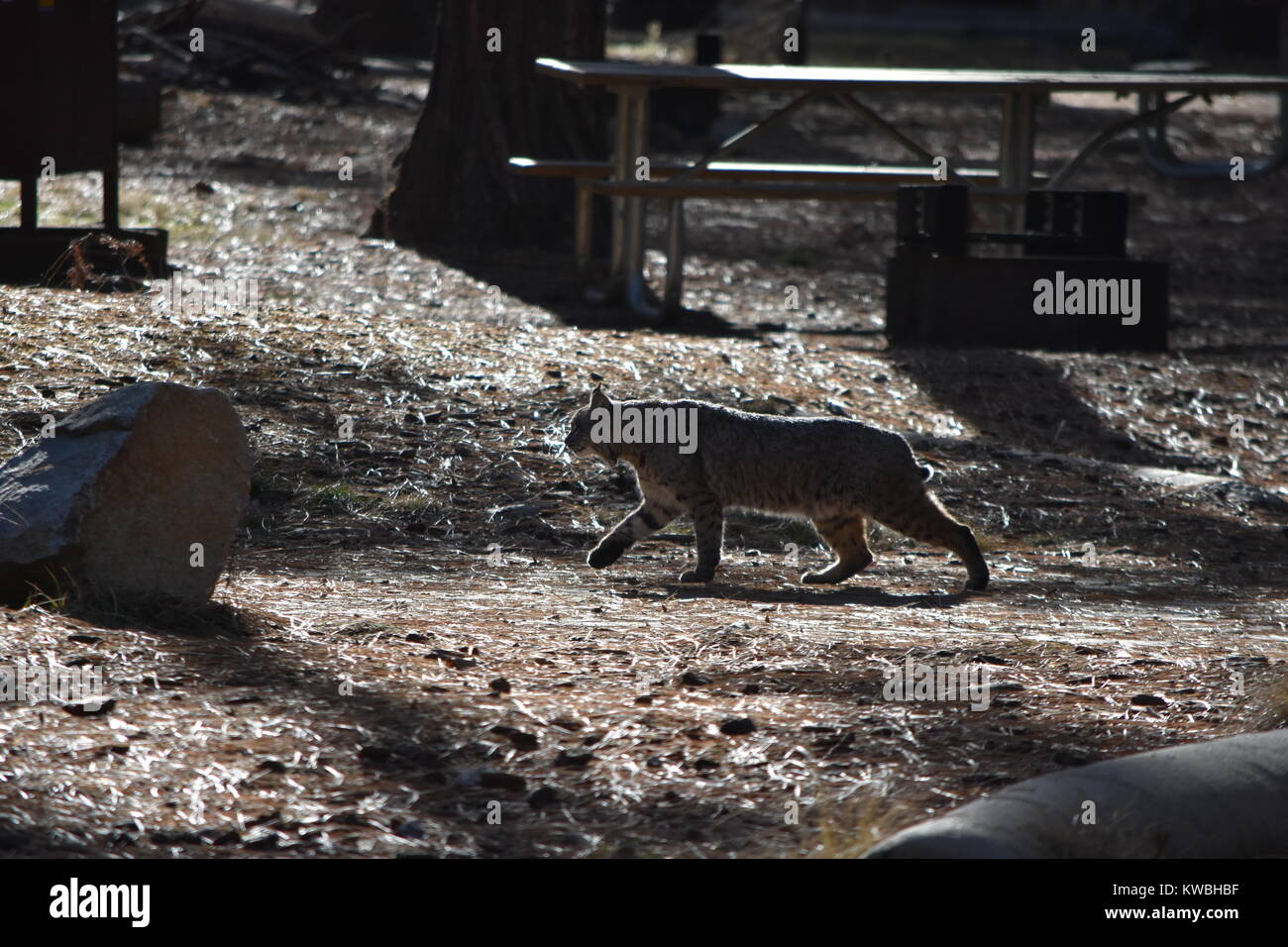A bobcat in enjoying the sunshine and a stroll around the camp. Lower ...
