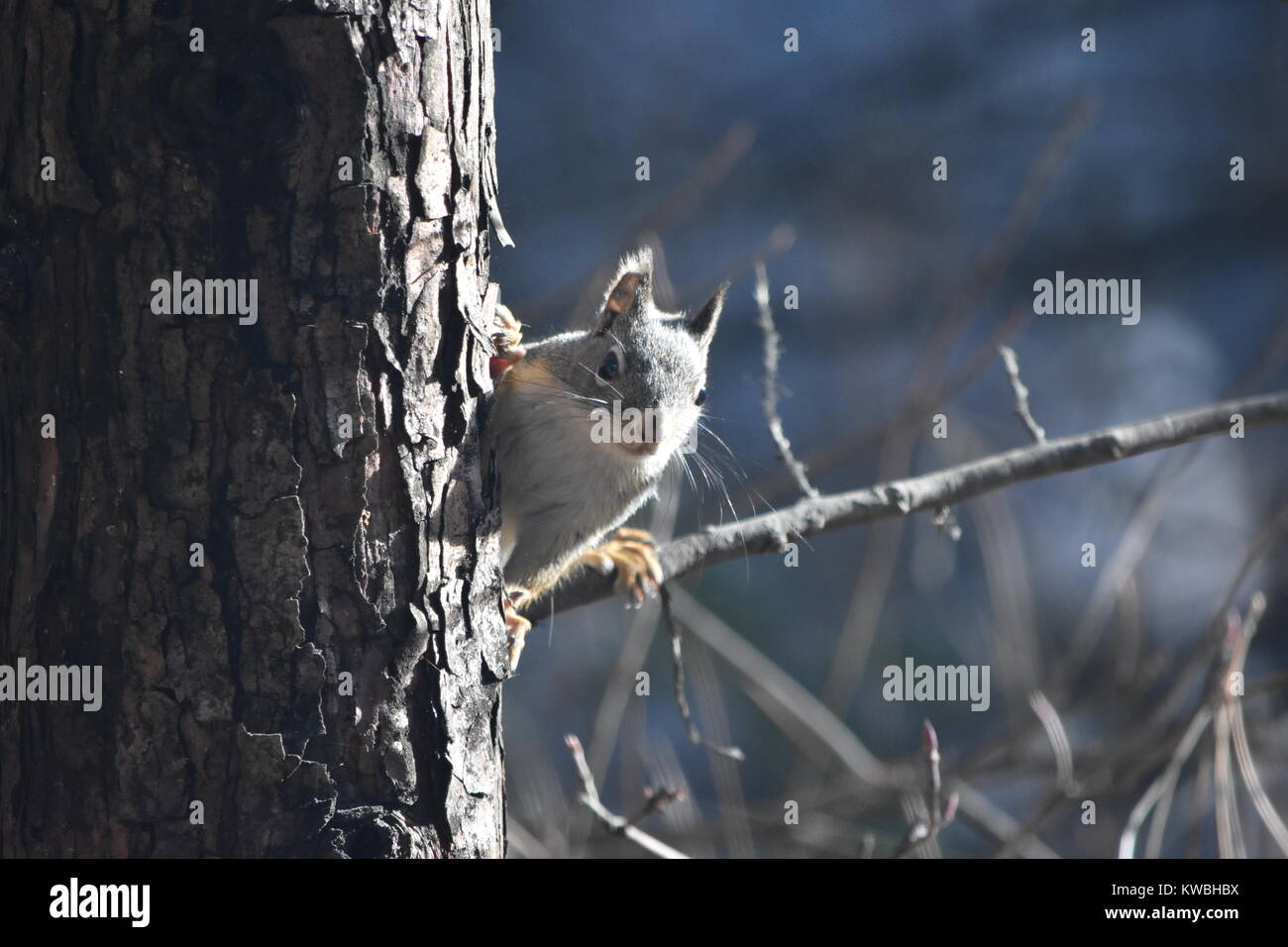 A baby western grey squirrel climbing a pine tree near Curry Village ...