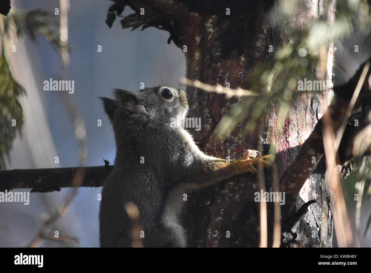 A baby western grey squirrel climbing a pine tree near Curry Village ...