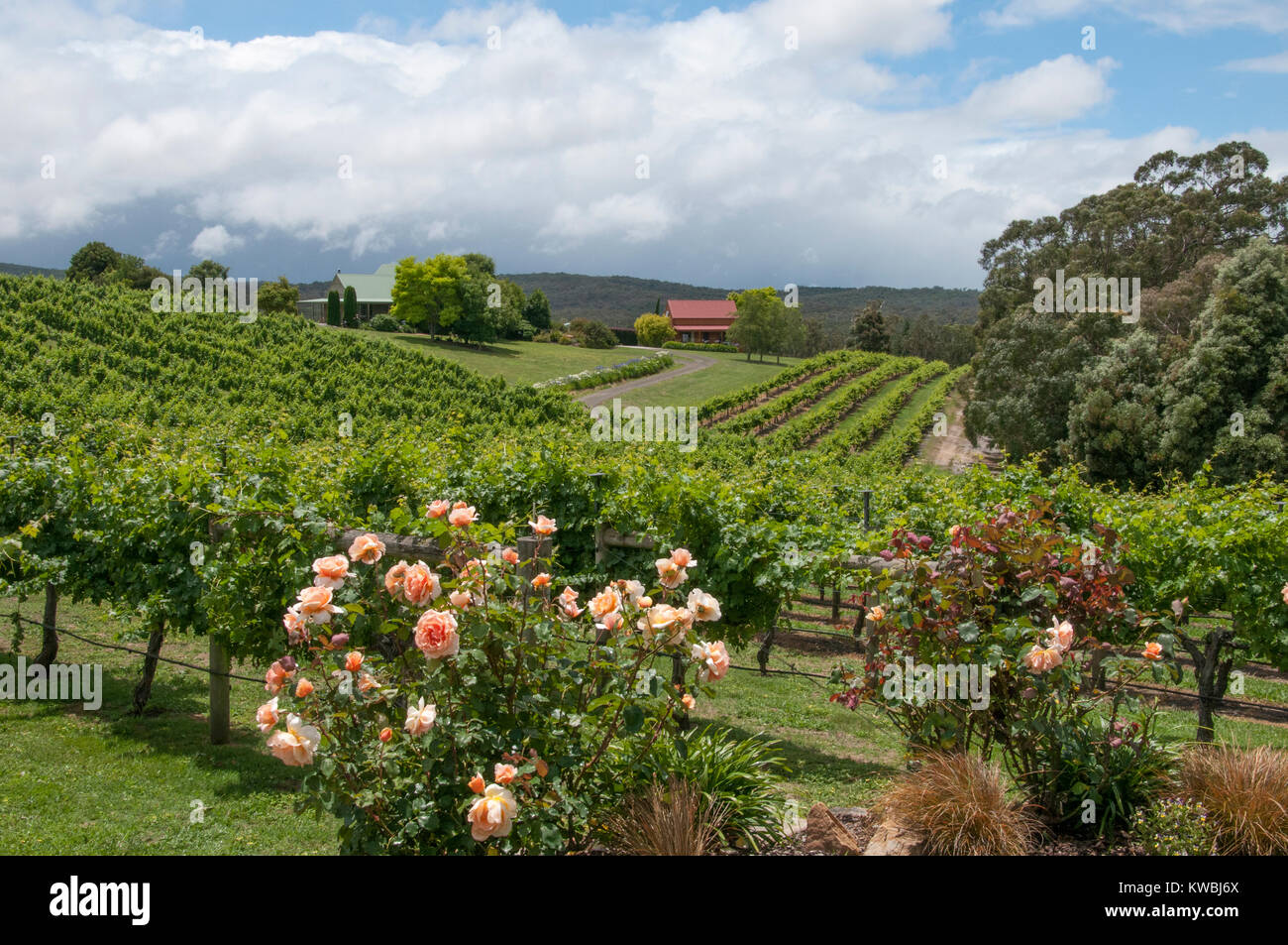 Toms Cap Winery in the Strzelecki Ranges, Gippsland, Victoria ...