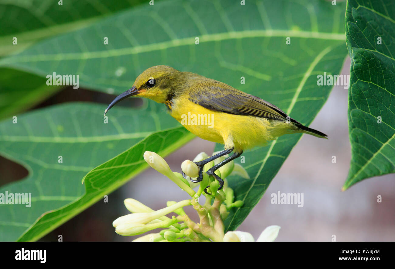 Olive backed sunbird hi-res stock photography and images - Alamy