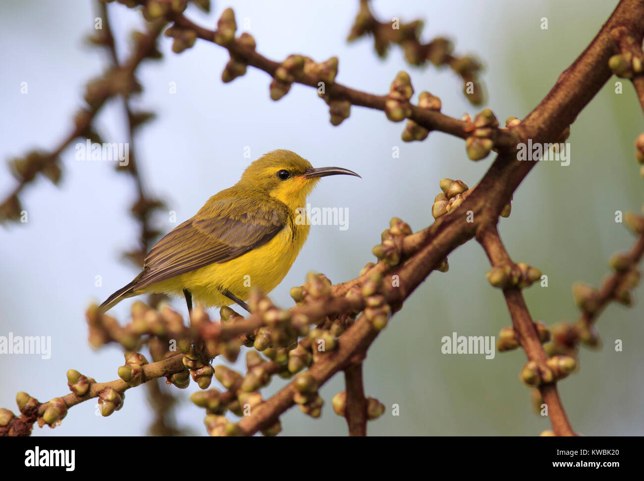 Olive backed sunbird hi-res stock photography and images - Alamy