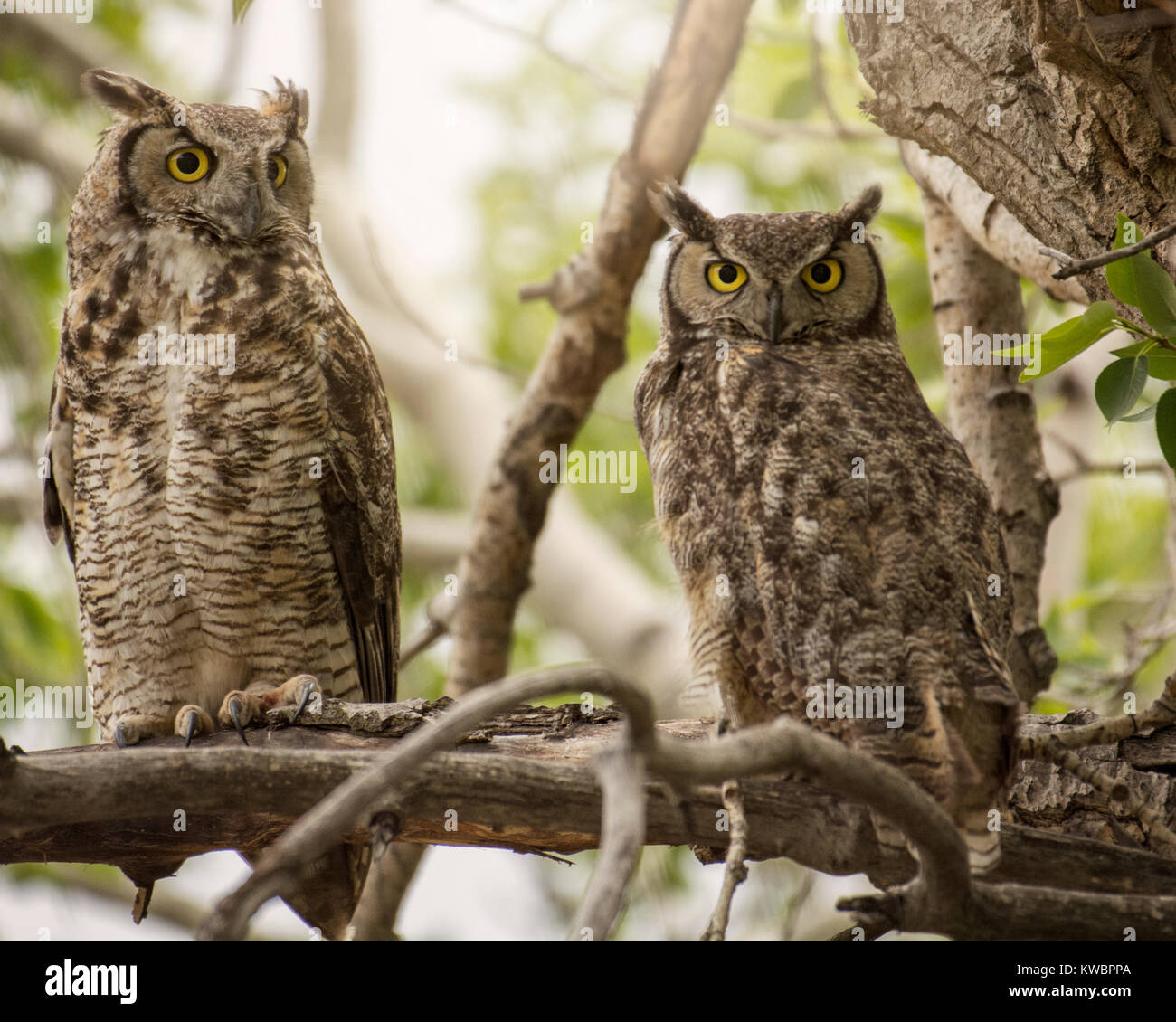 Mating pair great horned owl hi-res stock photography and images - Alamy