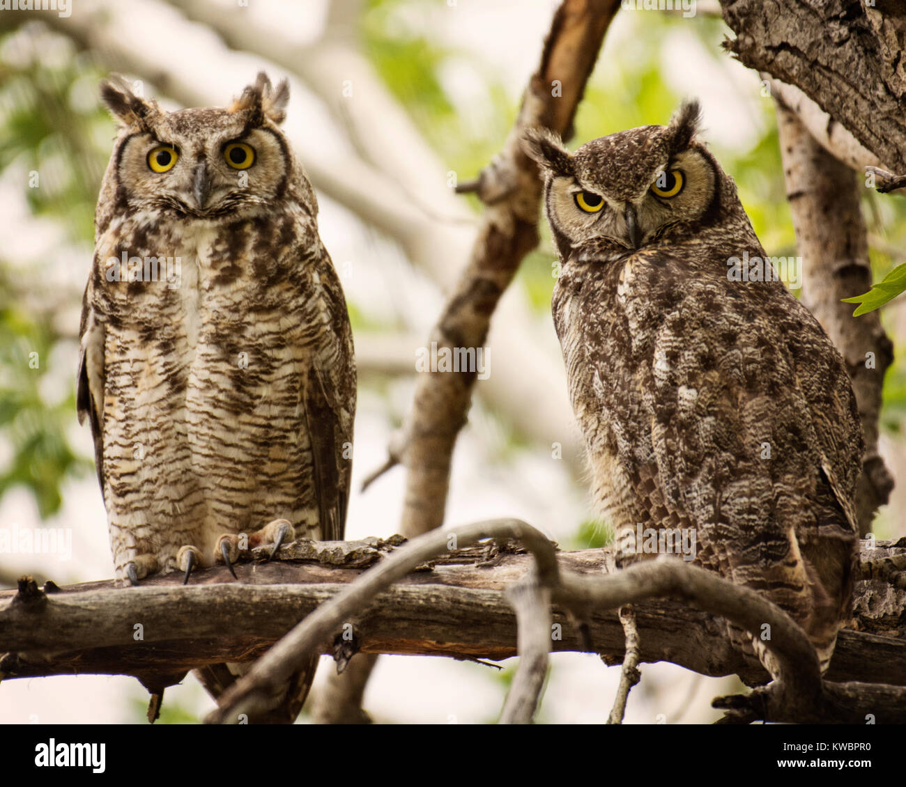 Mating pair great horned owl hi-res stock photography and images - Alamy