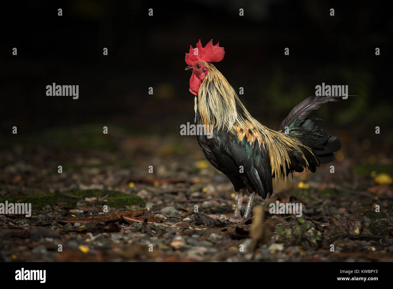 full body of beautiful feather male fowl standing on dirt field Stock ...