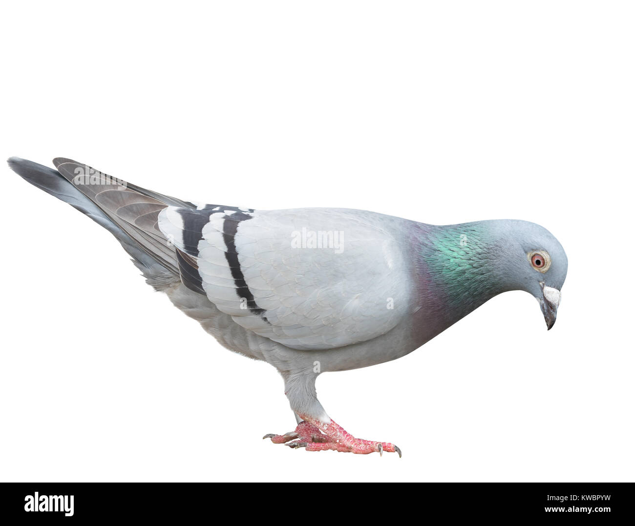 side view full body of homing pigeon bird isolated white background ...