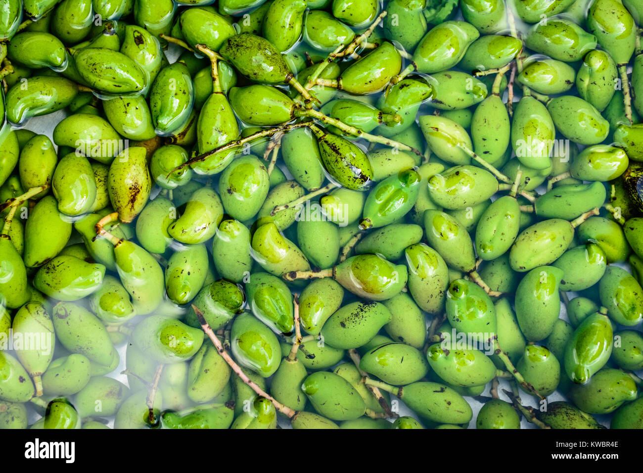Sour gum tree hi-res stock photography and images - Alamy