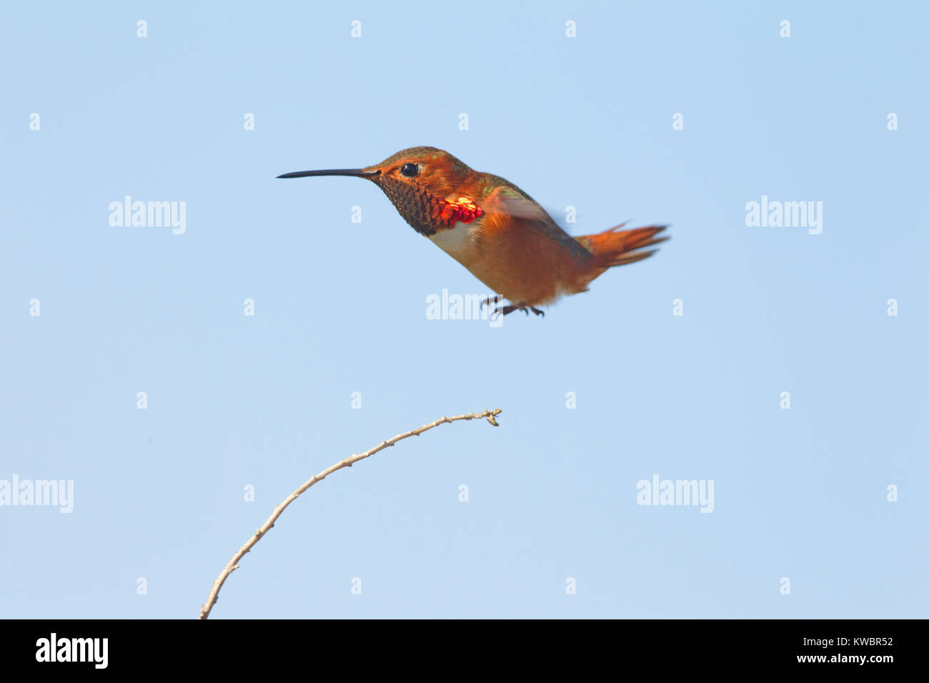 Allen's Hummingbird male Stock Photo - Alamy
