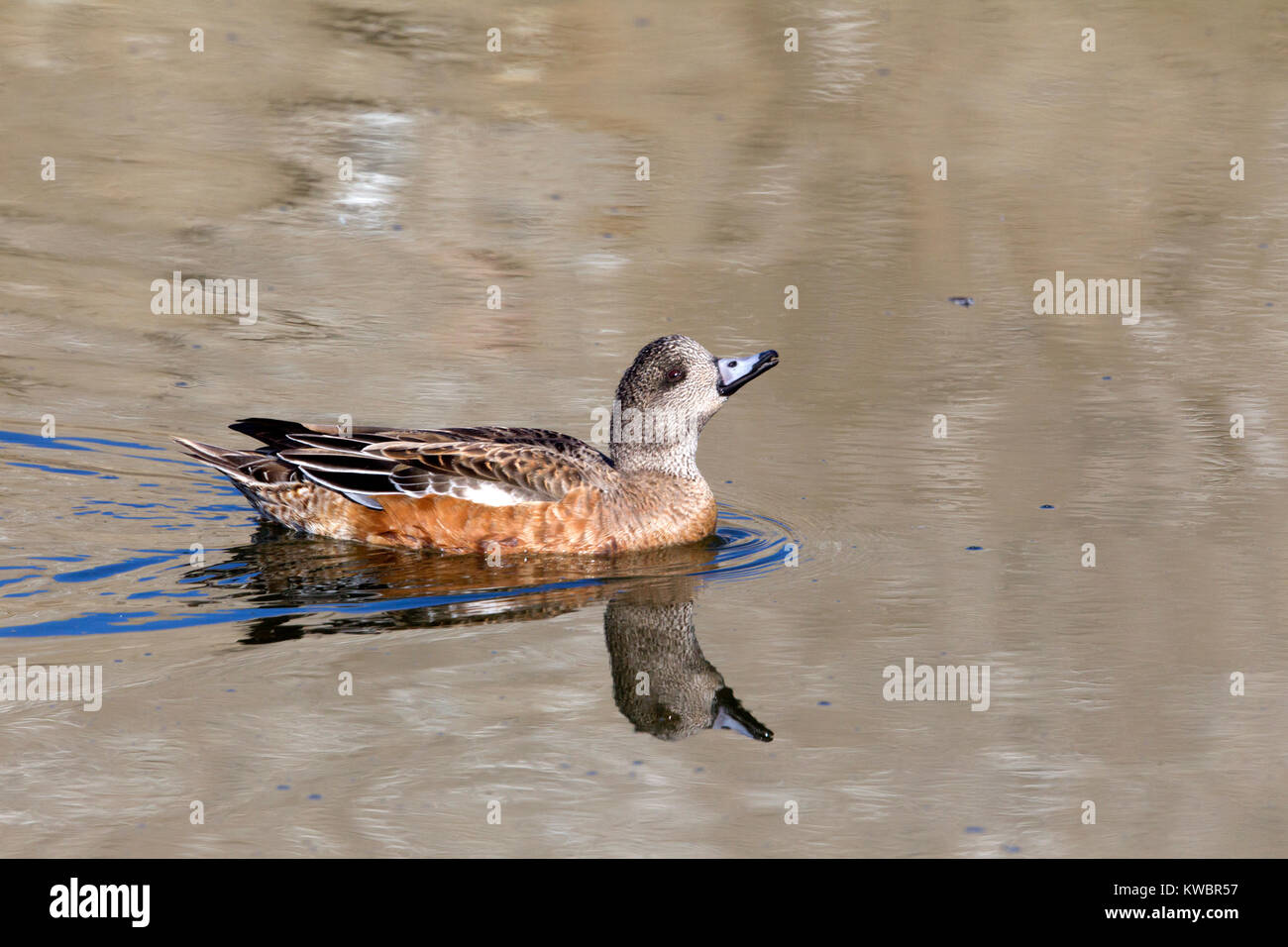American Wigeon Female Hen Stock Photo - Alamy