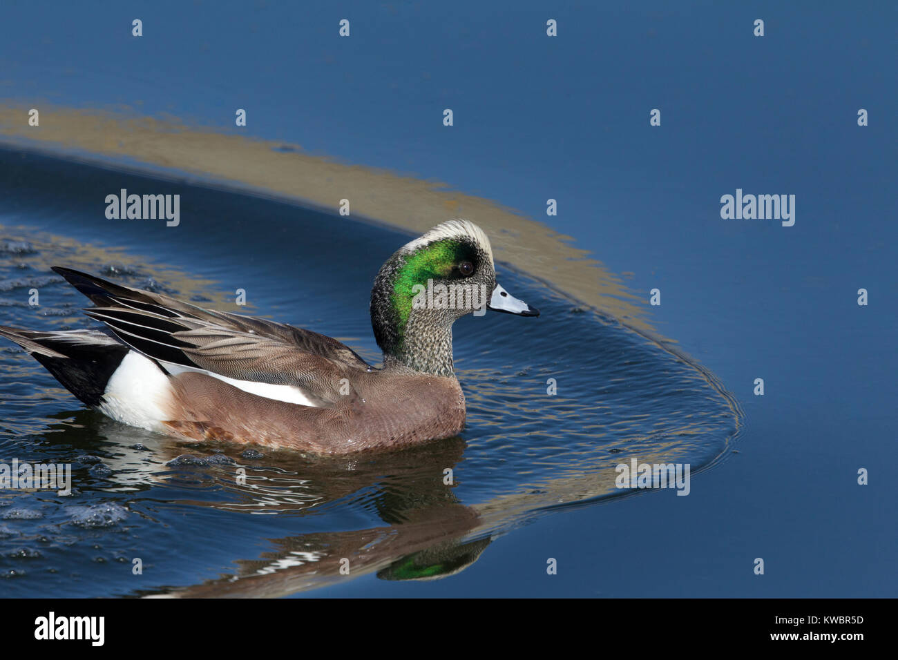 American Wigeon Drake Stock Photo - Alamy