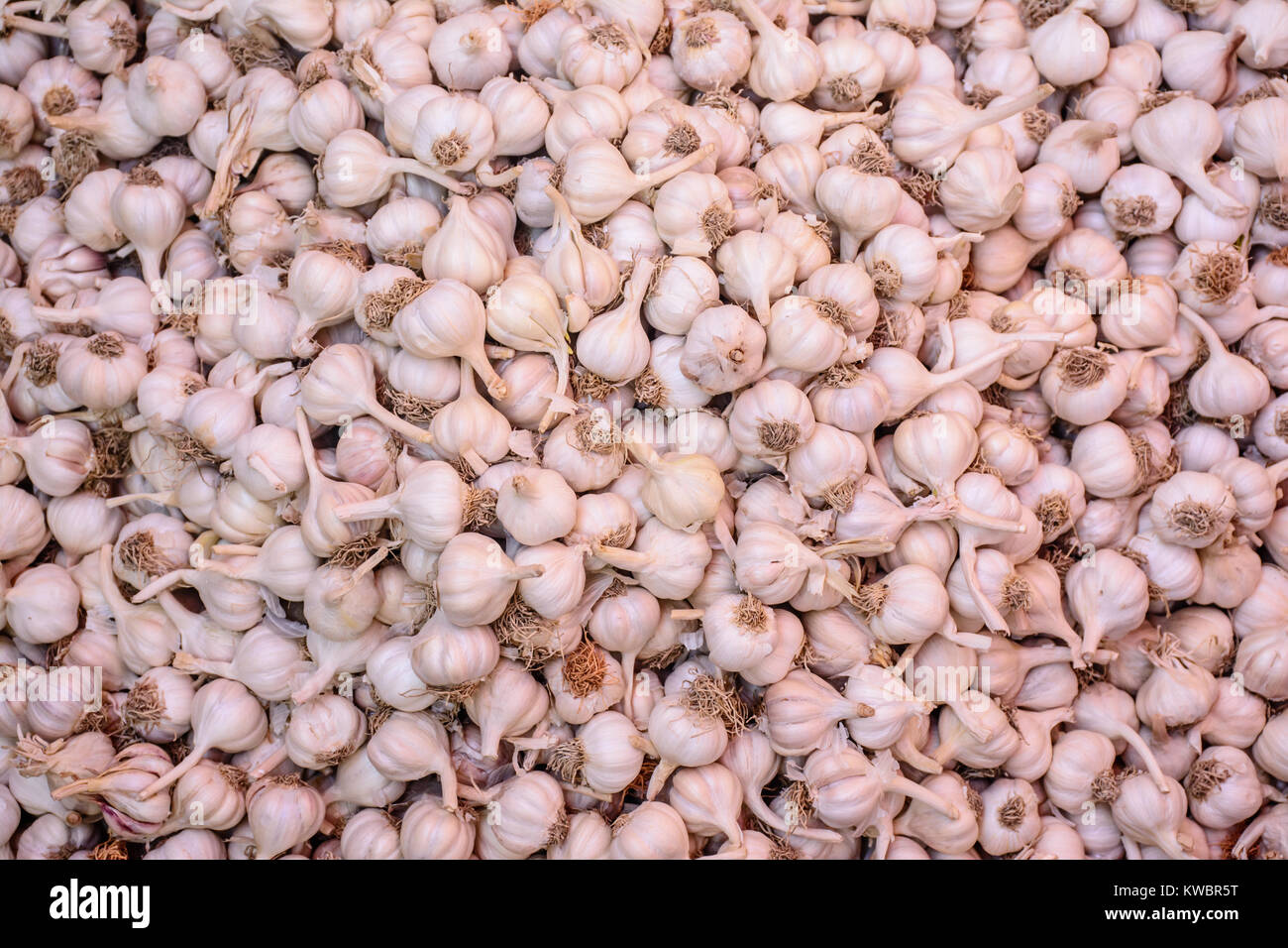 Condiment garden garlic allium hi-res stock photography and images - Alamy