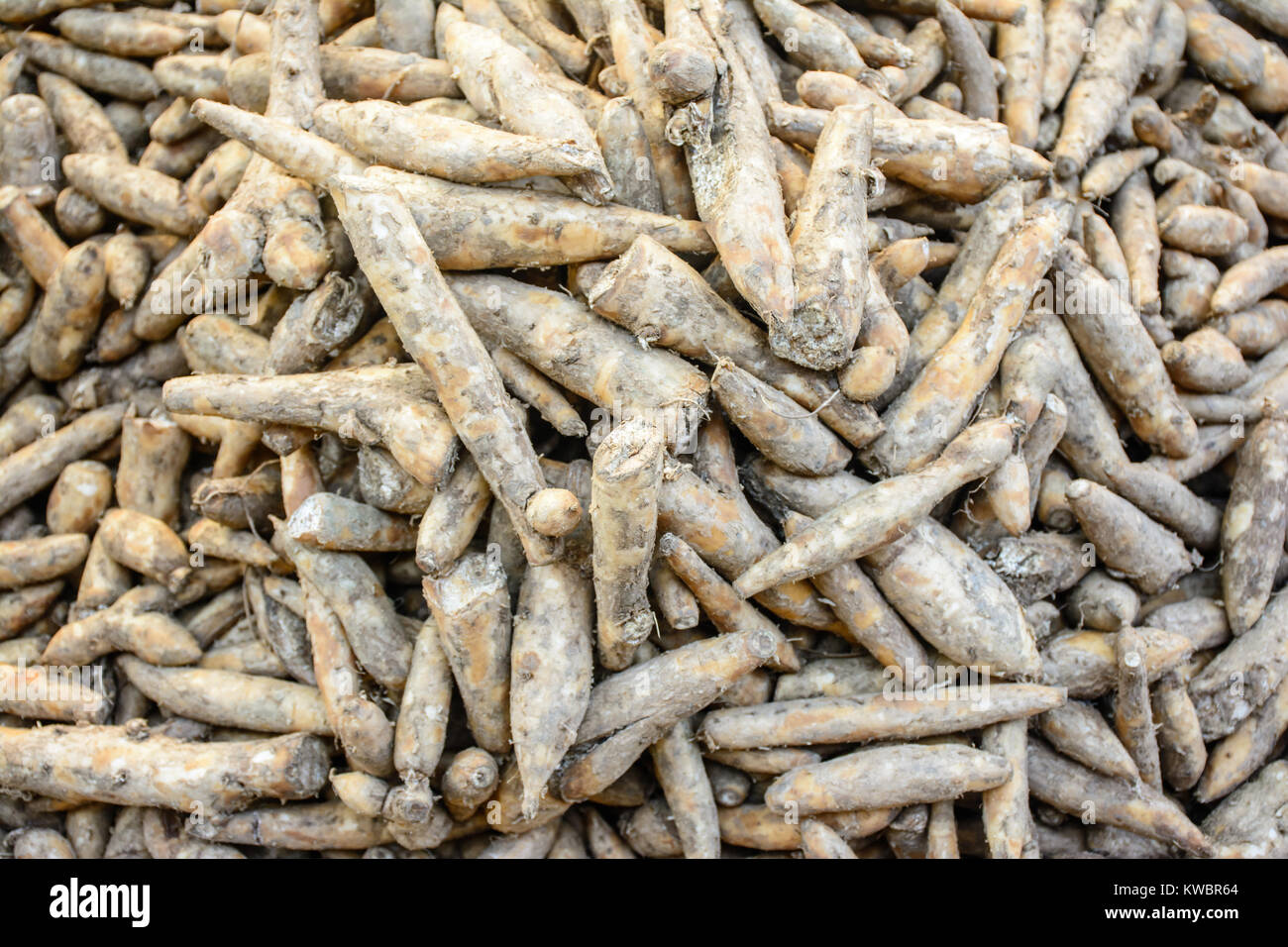 raw material of root of winged bean, or eduble tuber of winged bean ...