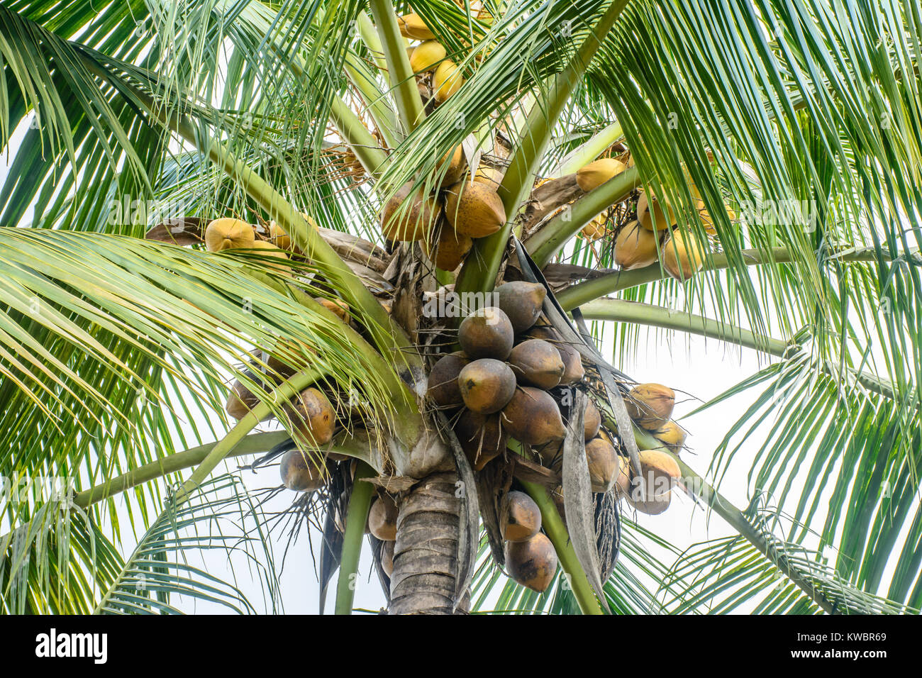 photo of coconuts and coconut tree Stock Photo - Alamy