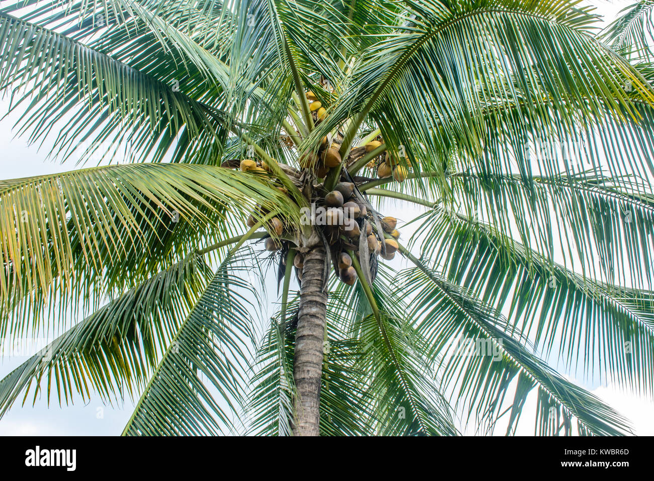 photo of coconuts and coconut tree Stock Photo - Alamy