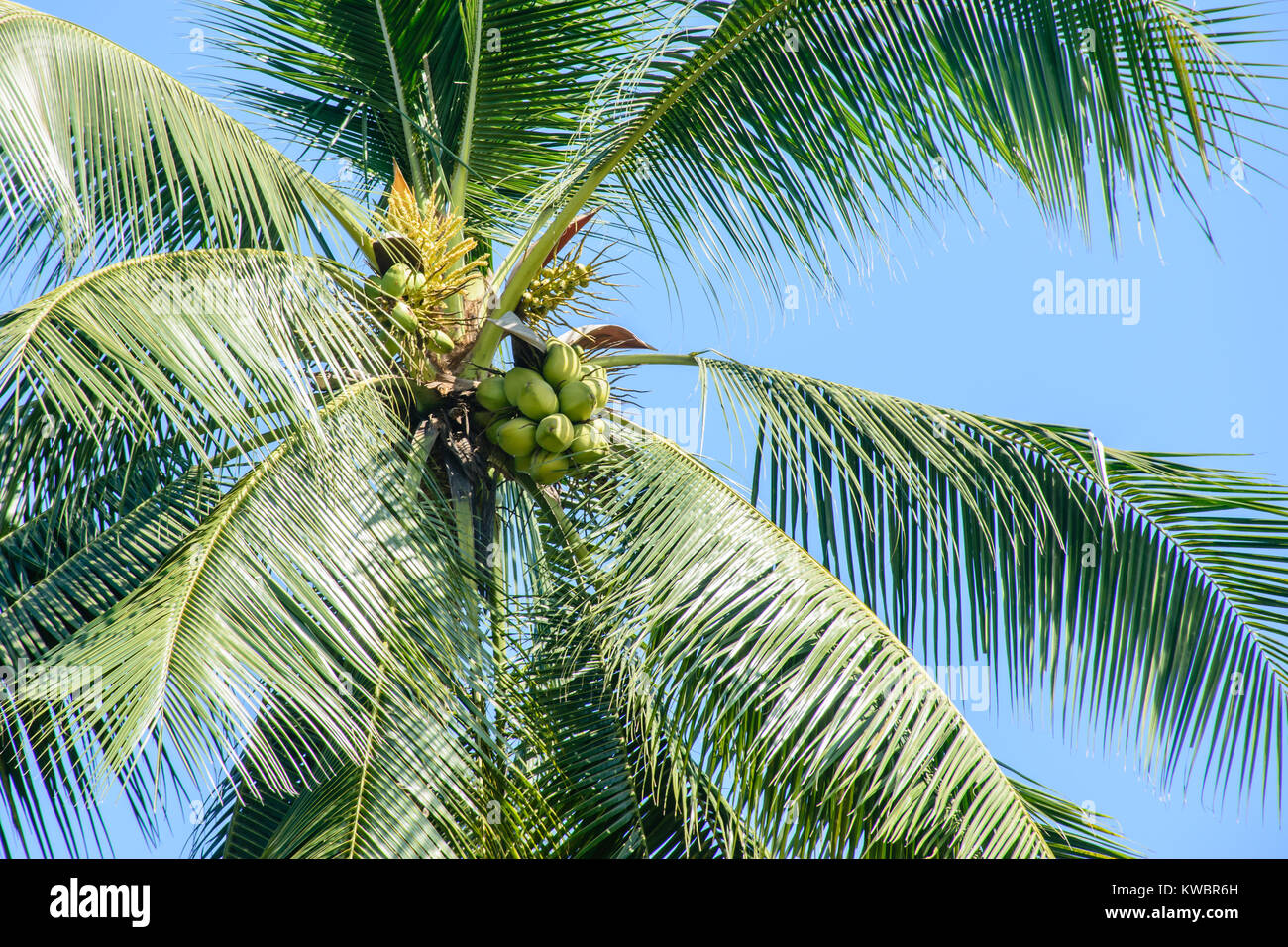 Asian coconut tree hi-res stock photography and images - Alamy