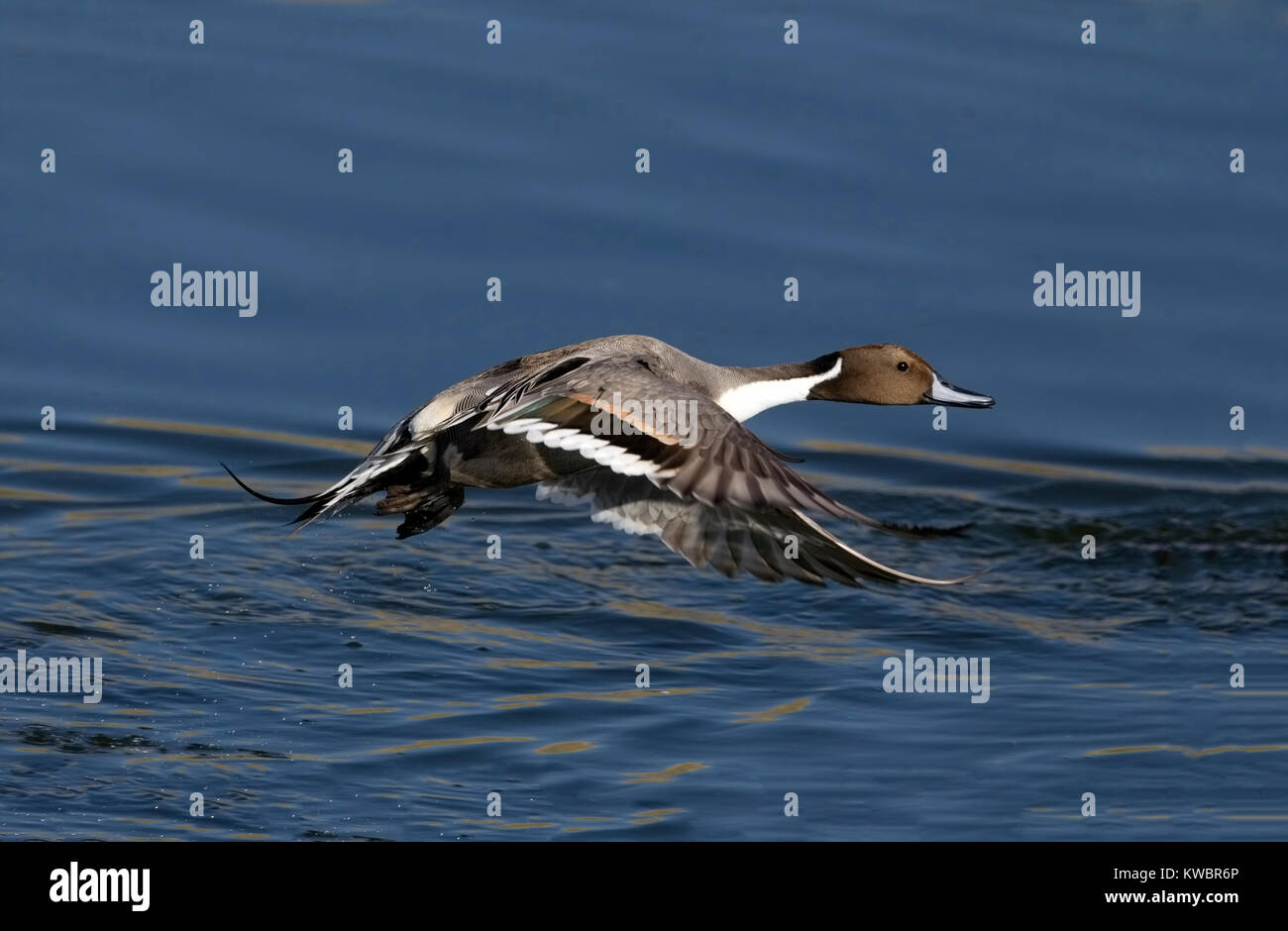 Northern pintail drake flight hi-res stock photography and images - Alamy